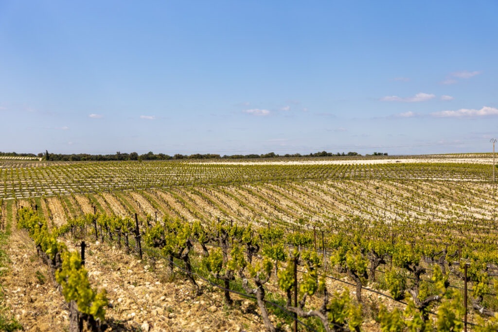 Newsletter avril 2024 | Maison Brotte