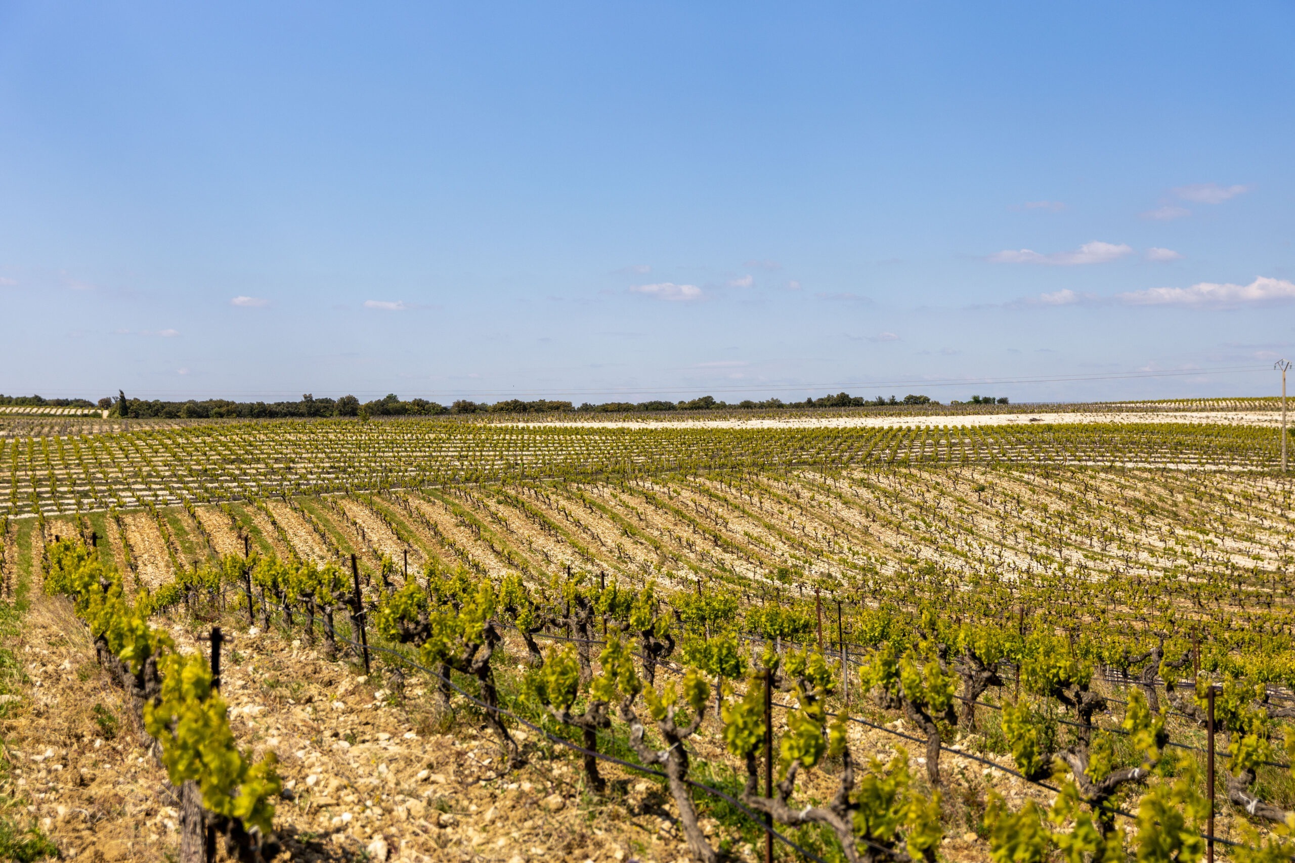 Newsletter avril 2024 | Maison Brotte